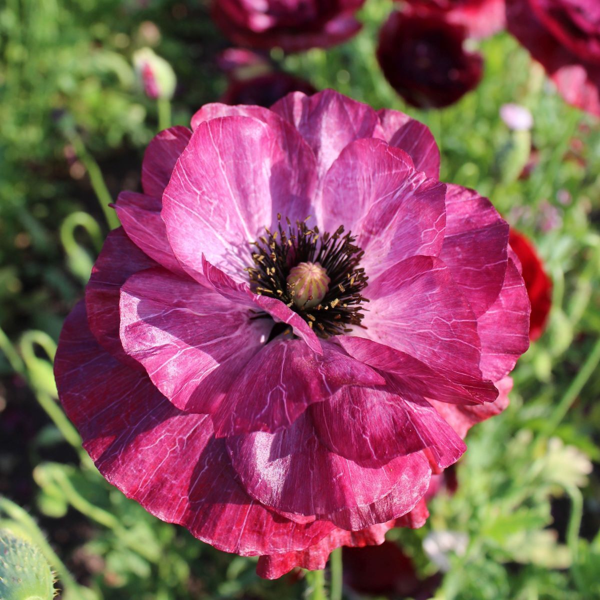 Poppy- Pandora seeds | The Seed Collection