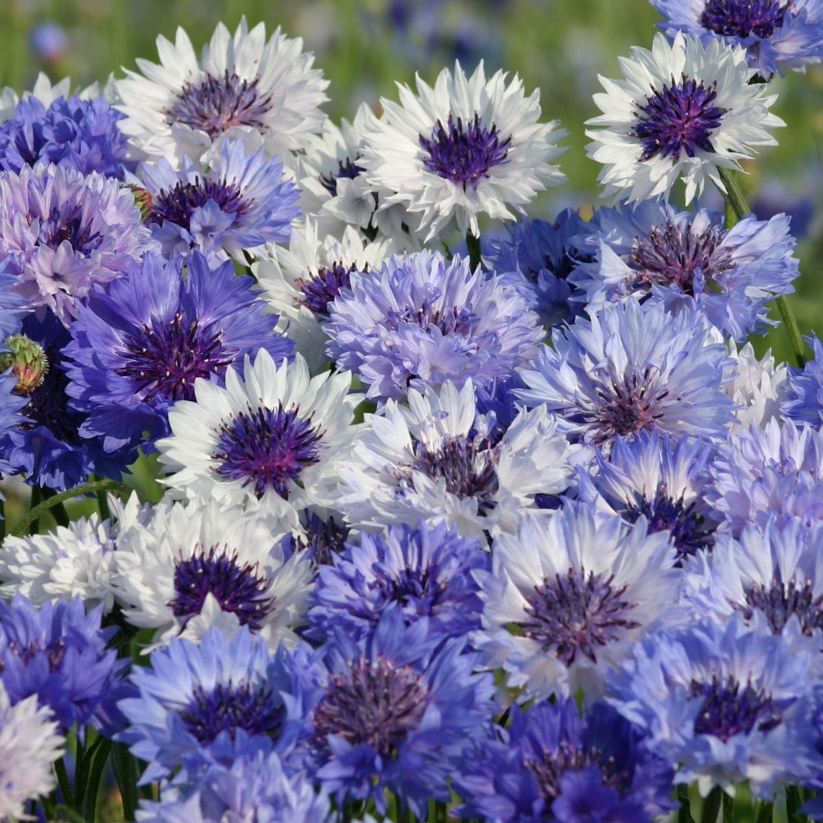 Cornflower- Classic Fantastic seeds | The Seed Collection