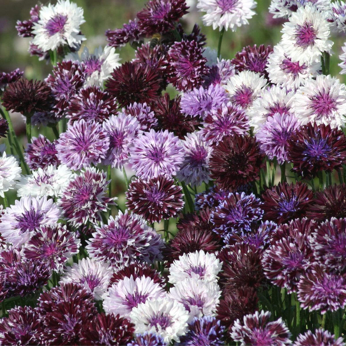 Cornflower- Classic Magic seeds | The Seed Collection