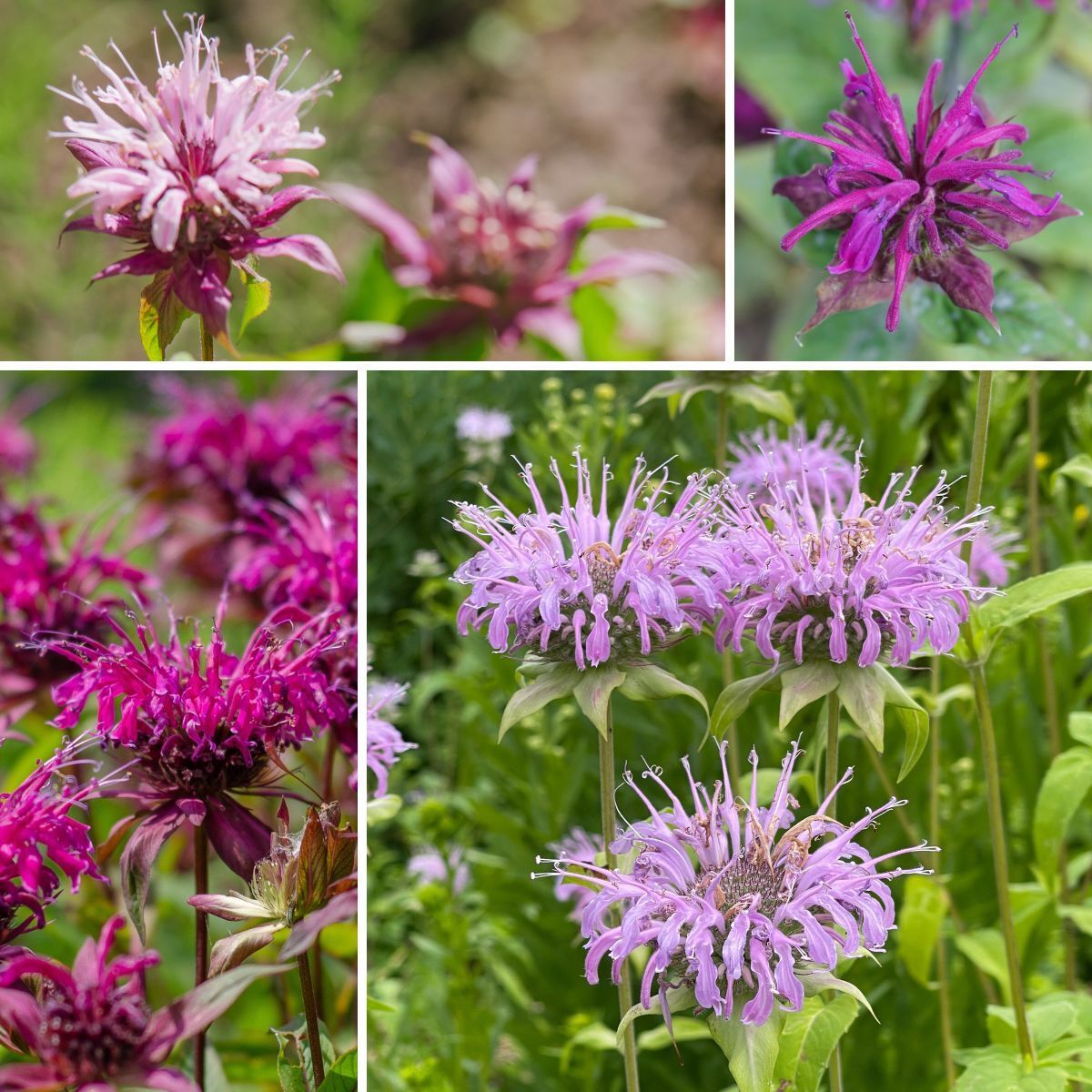 Monarda- Panorama Mix seeds | The Seed Collection