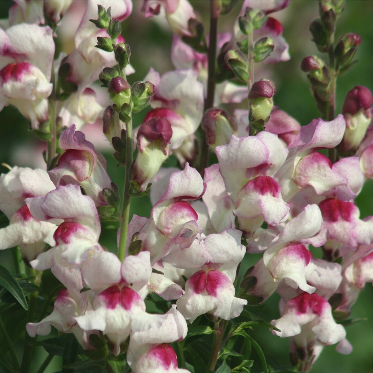 Snapdragon- Lucky Lips seeds | The Seed Collection