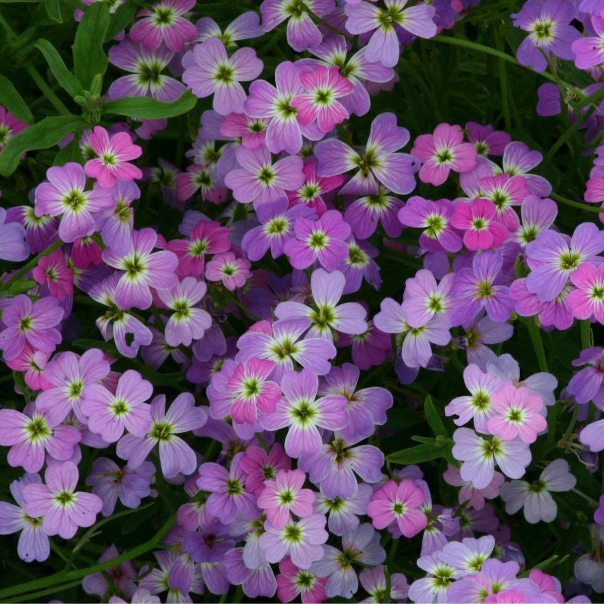 Stock, Virginian- Spring Sparkle seeds | The Seed Collection