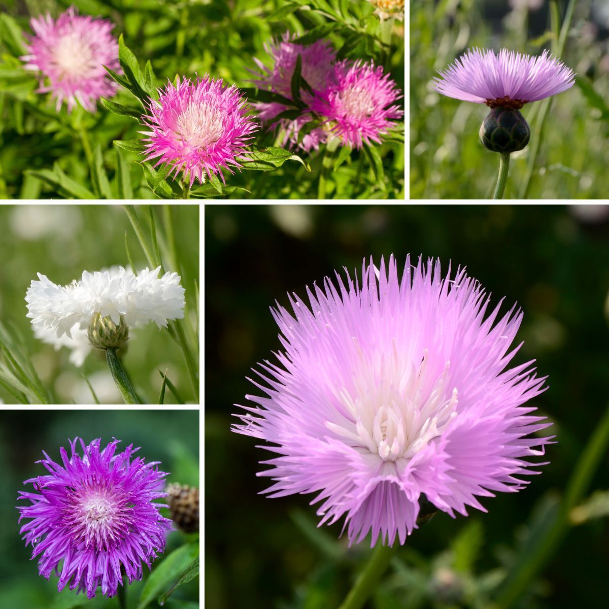 Cornflower- Sweet Sultan Mix seeds | The Seed Collection