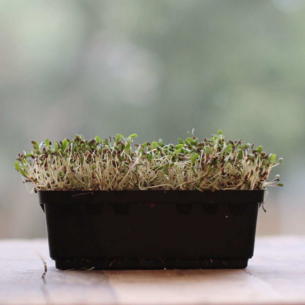 Microgreen Seeds- Alfalfa | The Seed Collection