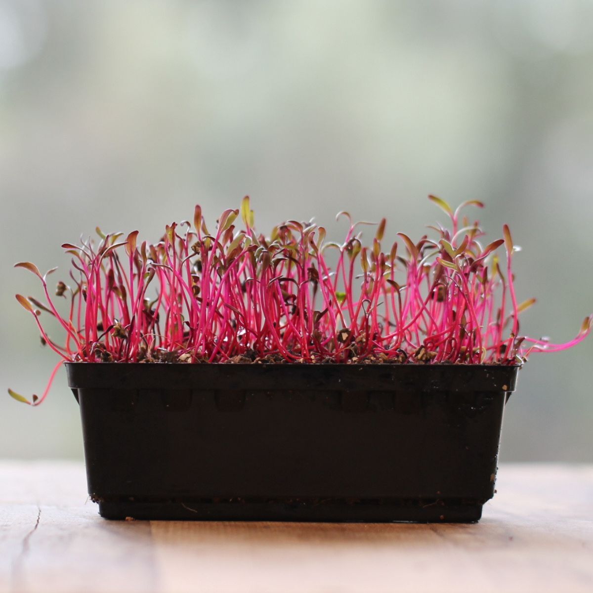 Microgreen Seeds- Beetroot Bull's Blood | The Seed Collection