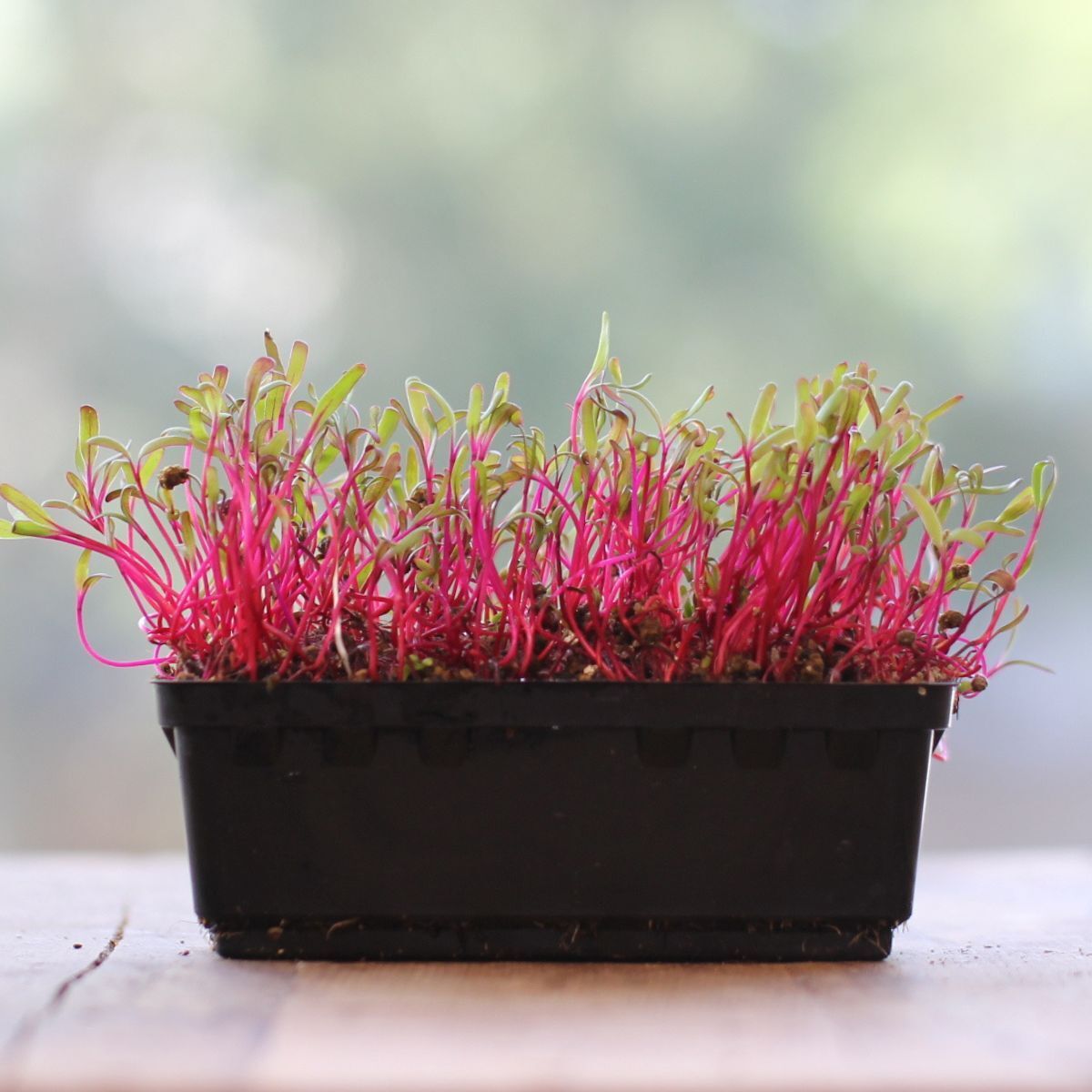 Microgreen Seeds- Beetroot Detroit | The Seed Collection