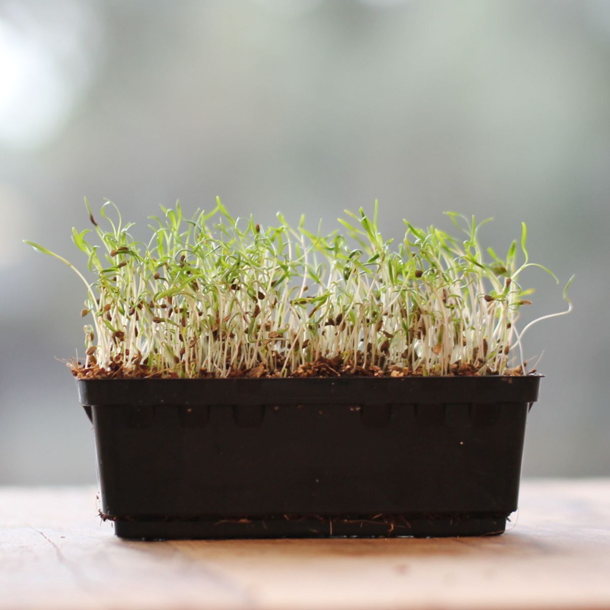 Microgreen Seeds- Carrot | The Seed Collection