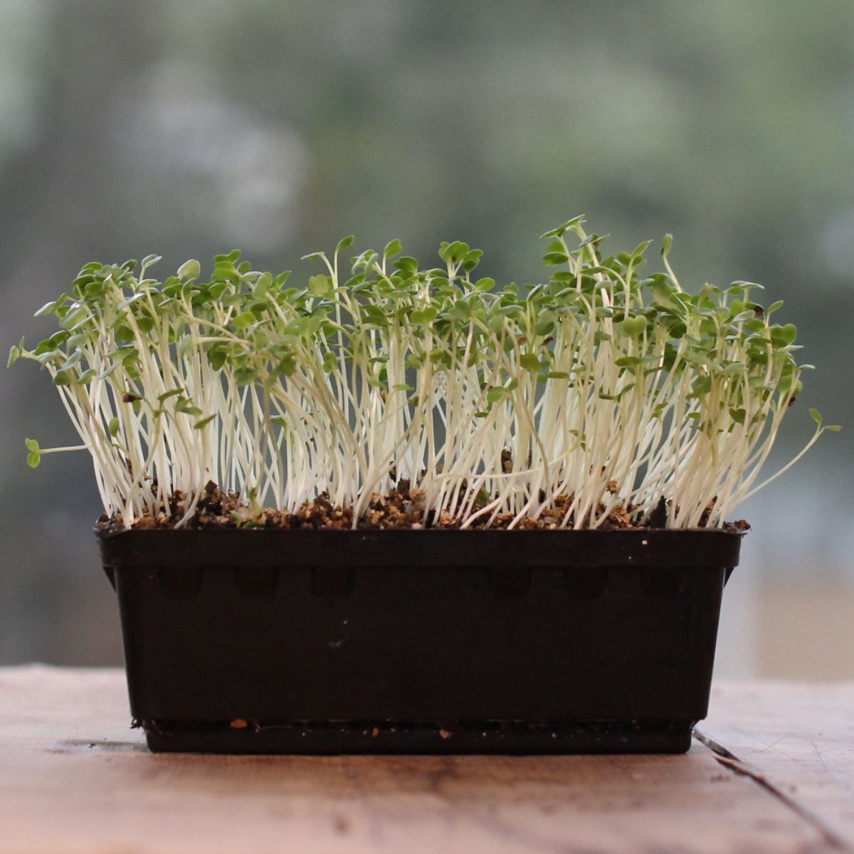 Microgreen Seeds- Rocket | The Seed Collection