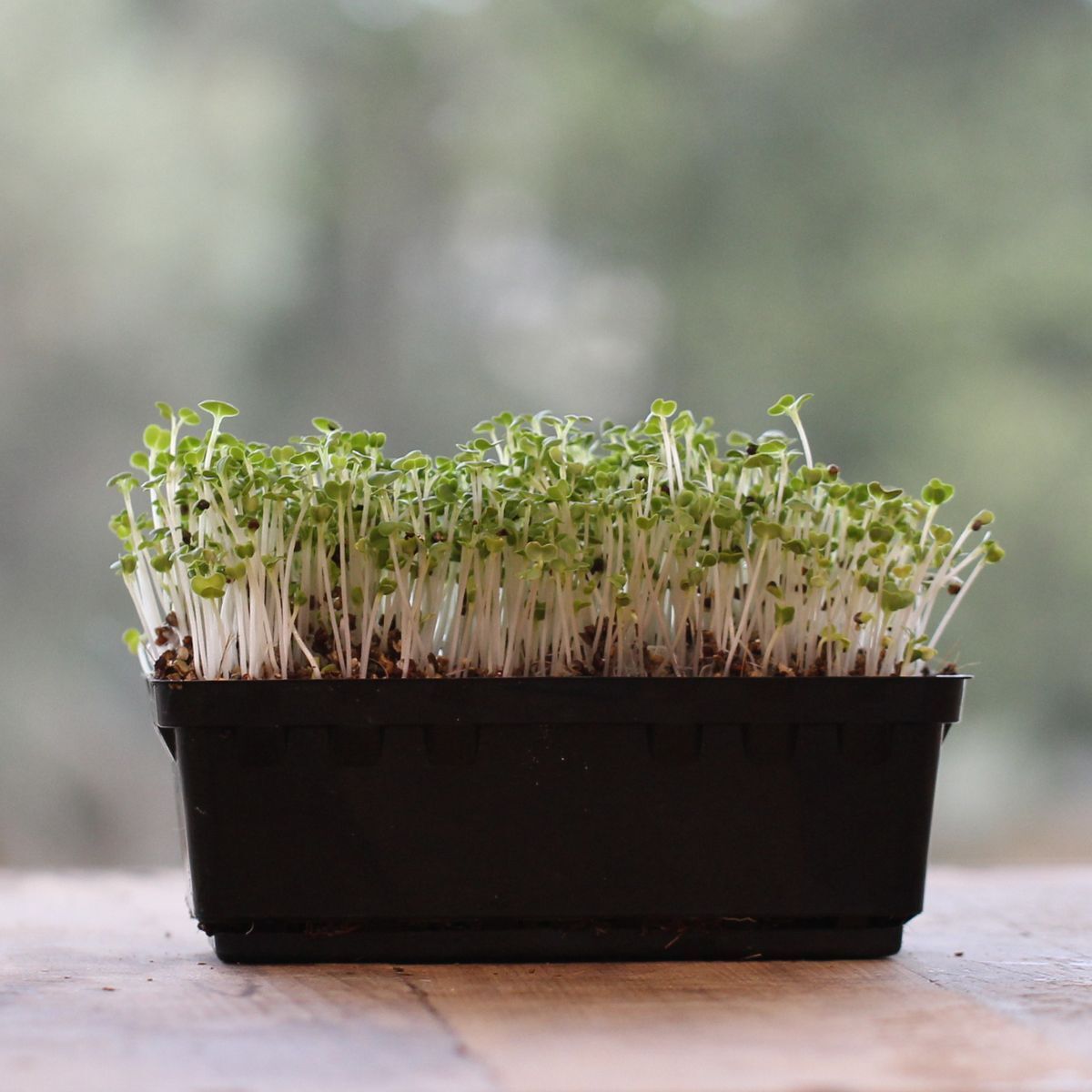 Microgreen Seeds- Mustard Green | The Seed Collection