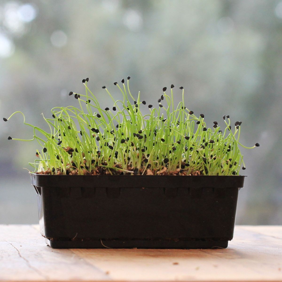 Microgreen Seeds- Onion | The Seed Collection