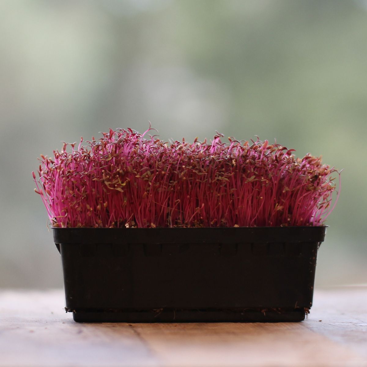 Microgreen Seeds- Amaranth Red Garnet | The Seed Collection