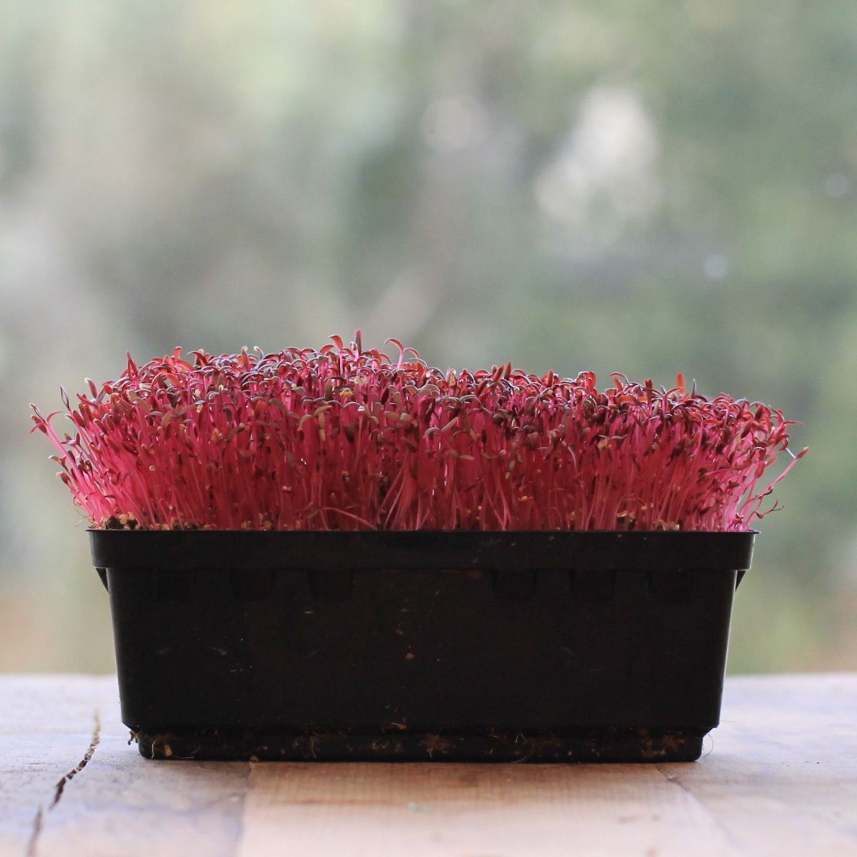 Microgreen Seeds- Amaranth Red Leaf | The Seed Collection