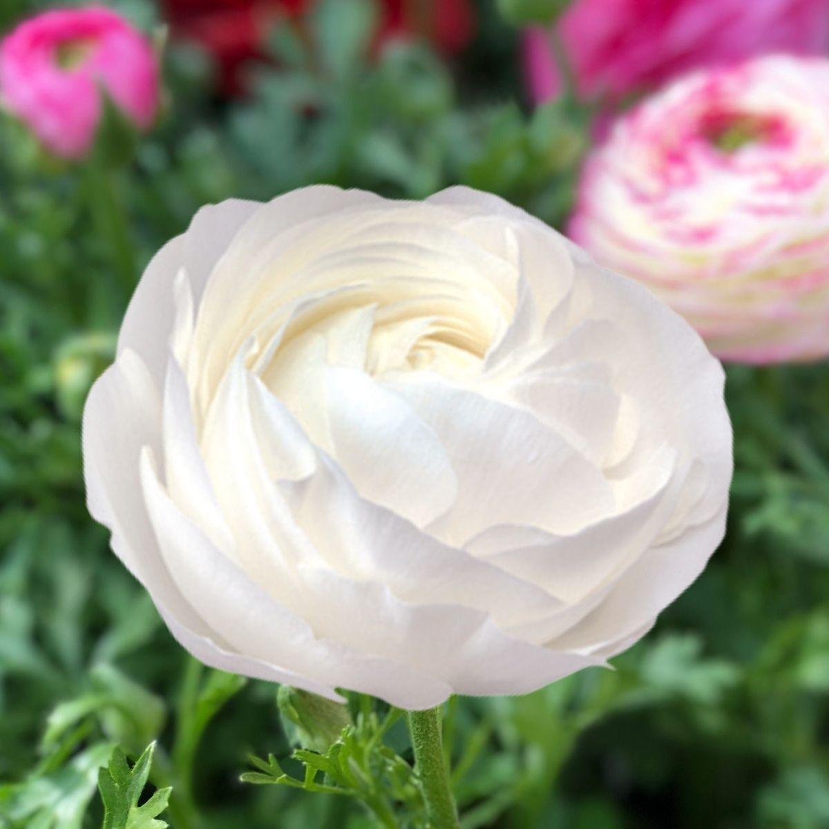 Ranunculus- Elegance Bianco 701-12 seeds | The Seed Collection