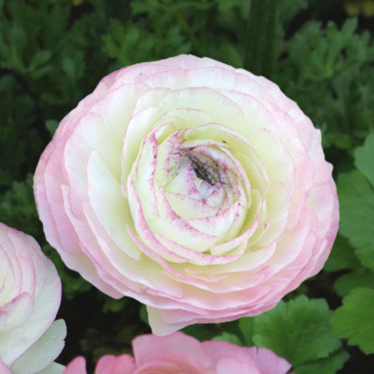 Ranunculus- Elegance Bianco Sfumato seeds | The Seed Collection