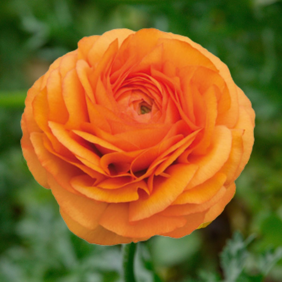 Ranunculus- Elegance Clementine 03-8 seeds | The Seed Collection