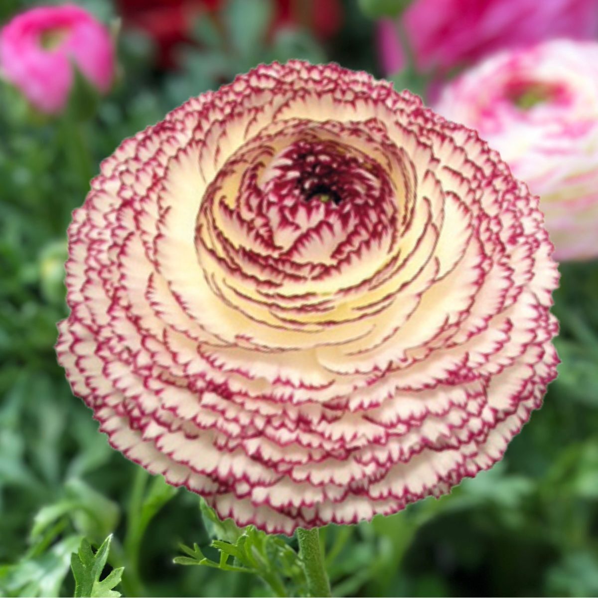 Ranunculus- Elegance Pastello Striato 66-12 seeds | The Seed Collection