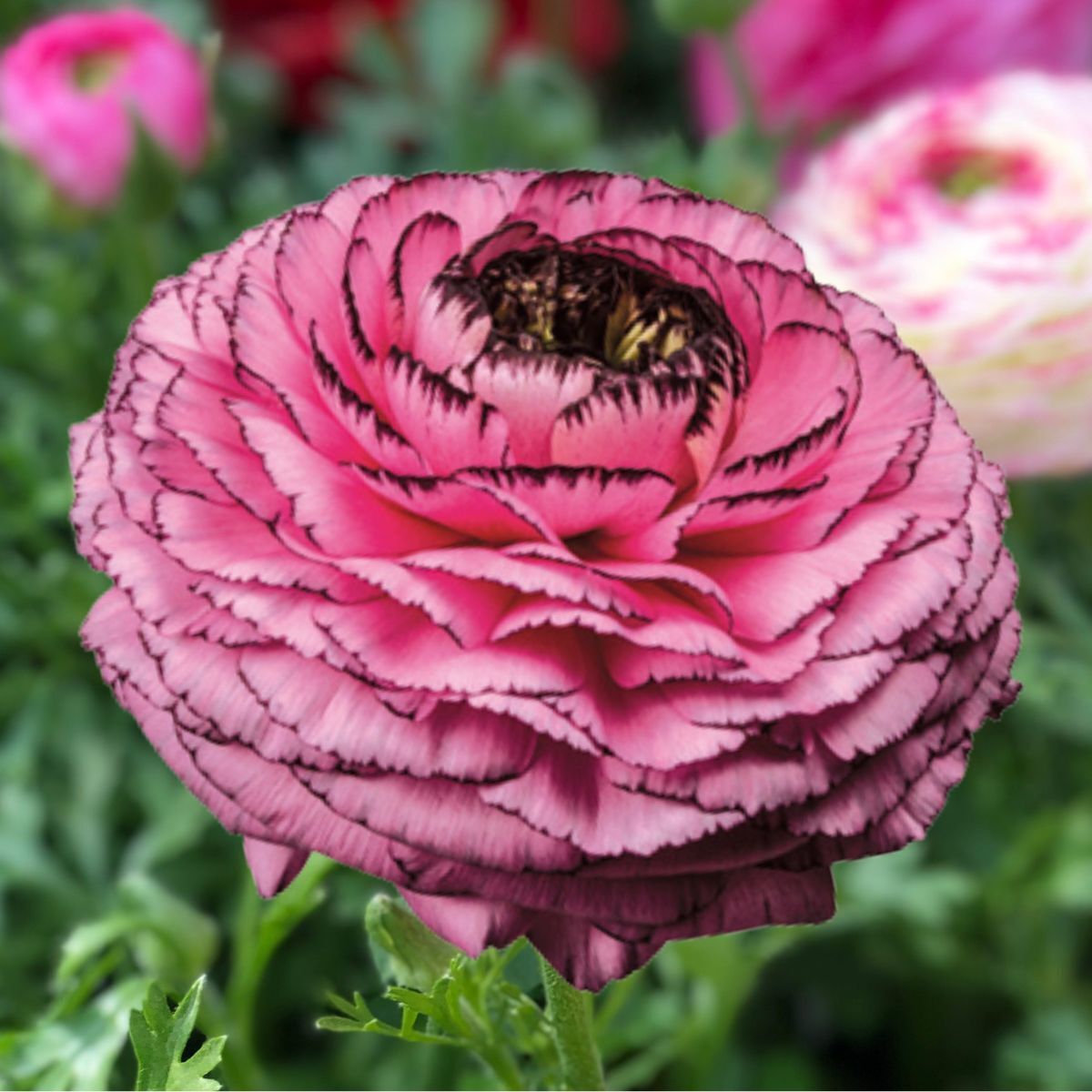 Ranunculus- Elegance Rosa Striato 69-16 seeds | The Seed Collection