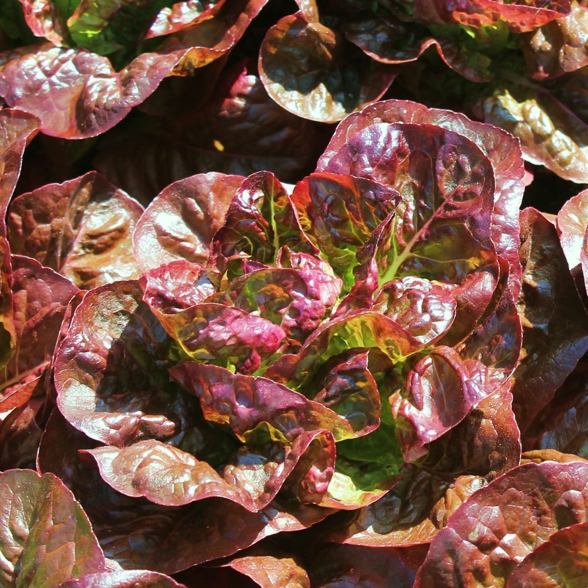 Lettuce- Outredgeous seeds | The Seed Collection