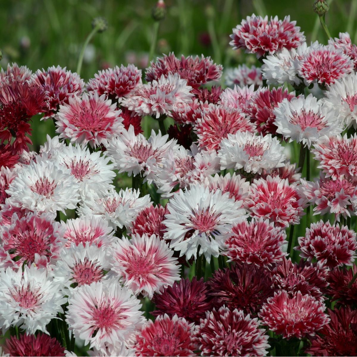 Cornflower- Clasic Romantic seeds | The Seed Collection