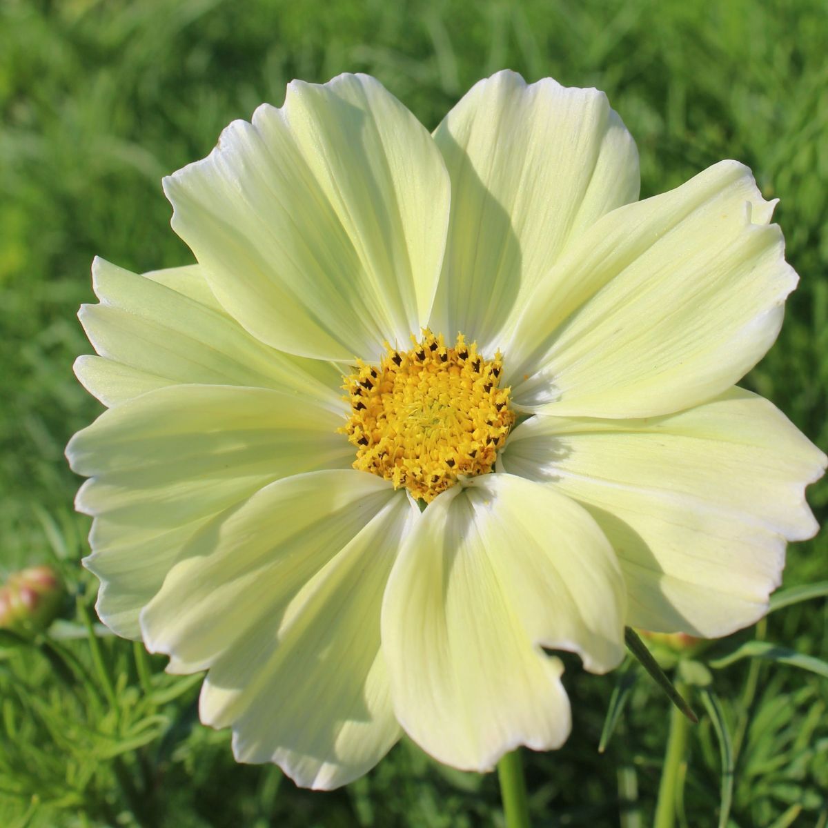 Cosmos- Xanthos seeds | The Seed Collection