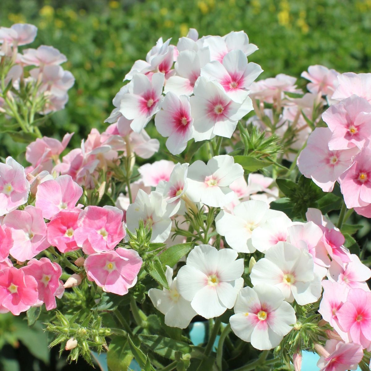 Phlox- Blushing Bride seeds | The Seed Collection