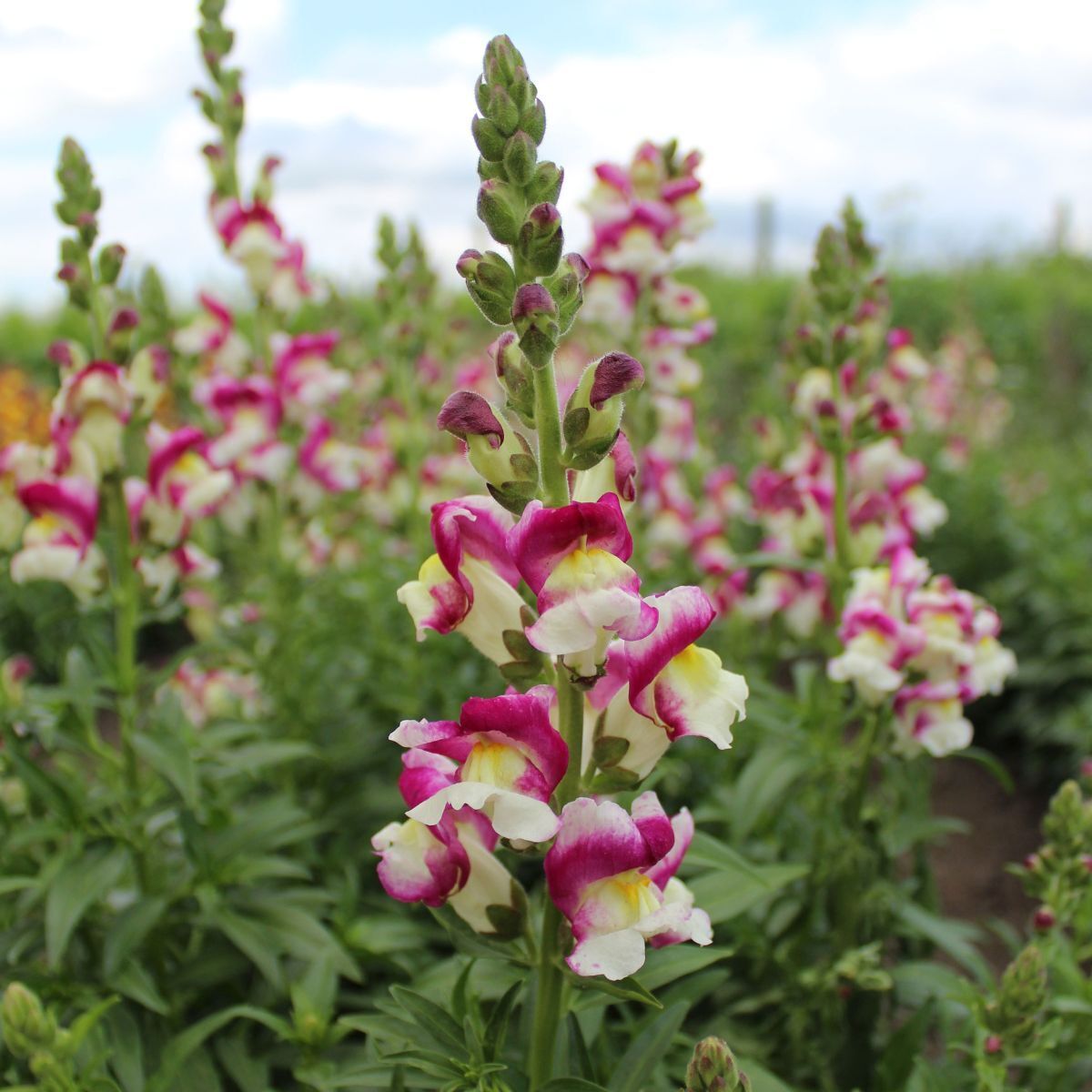 Snapdragon- Cherry Twist seeds | The Seed Collection
