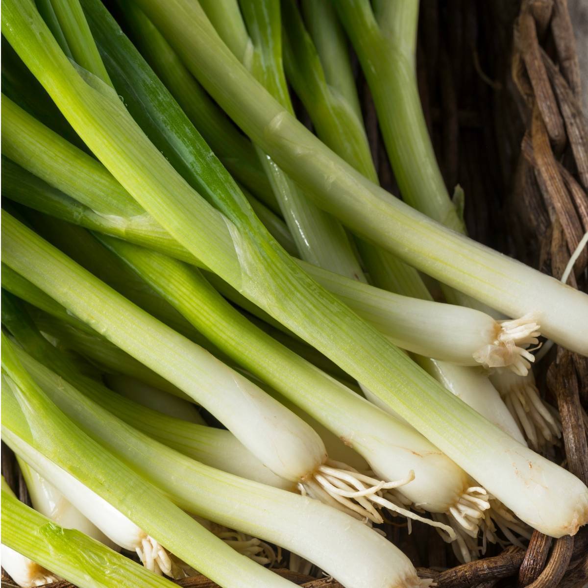 Bunching Onion- Evergreen Bunching seeds | The Seed Collection