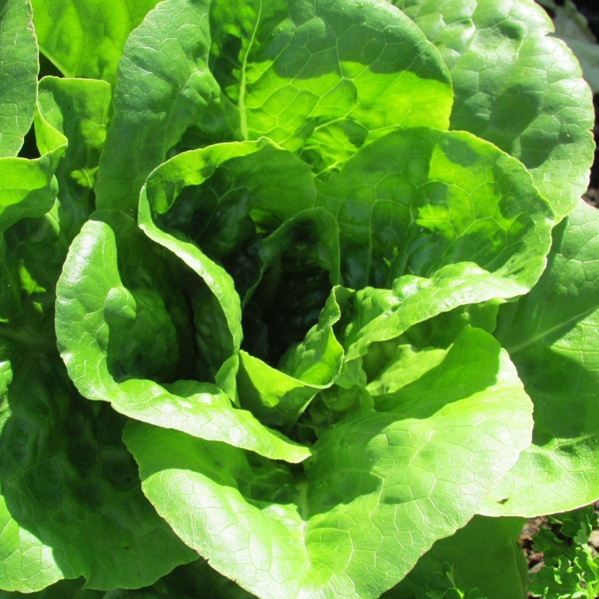 Lettuce- All Year Round seeds | The Seed Collection