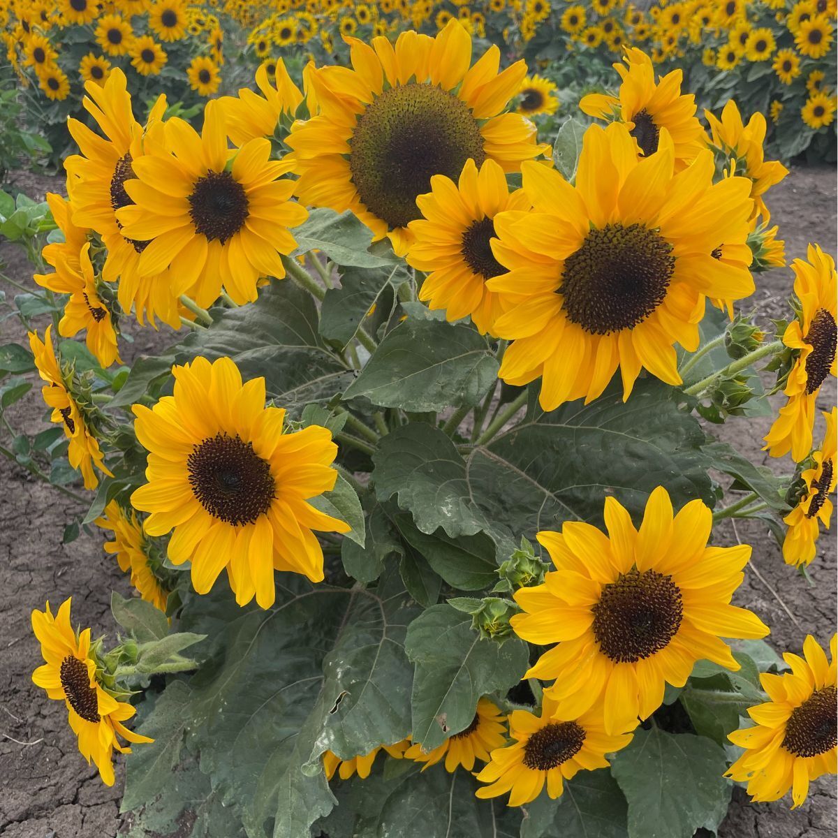 Sunflower- Dwarf Soleil F1 seeds | The Seed Collection
