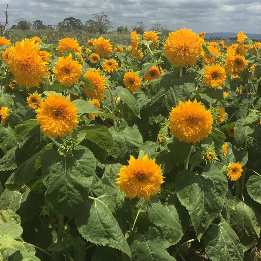 Sunflower- Double Dazzler F1 seeds | The Seed Collection