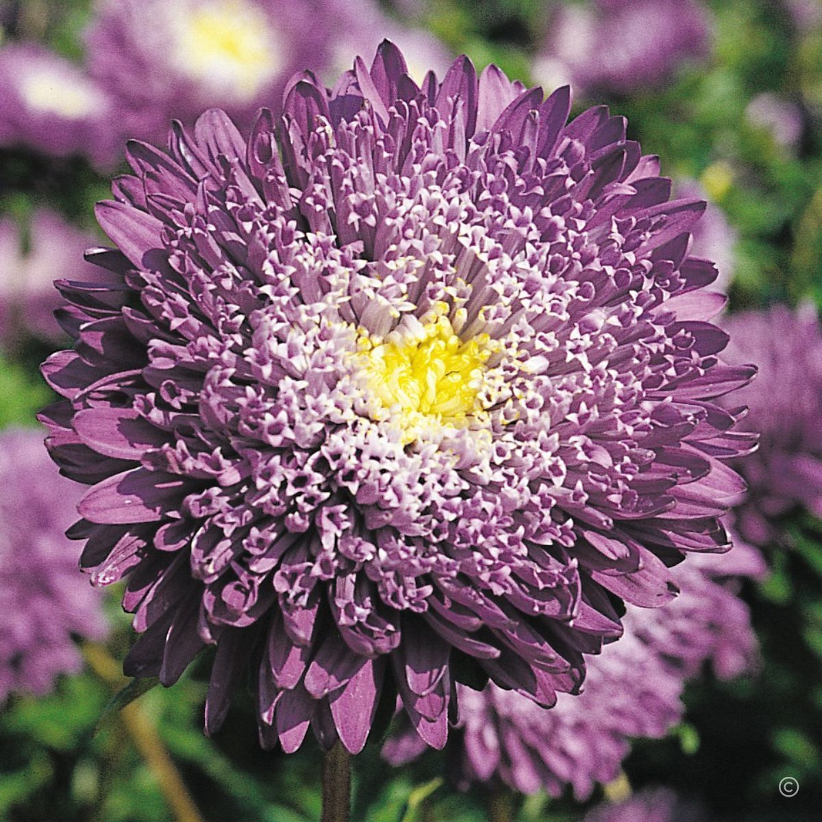Aster- Benary's Princess Blue seeds | The Seed Collection