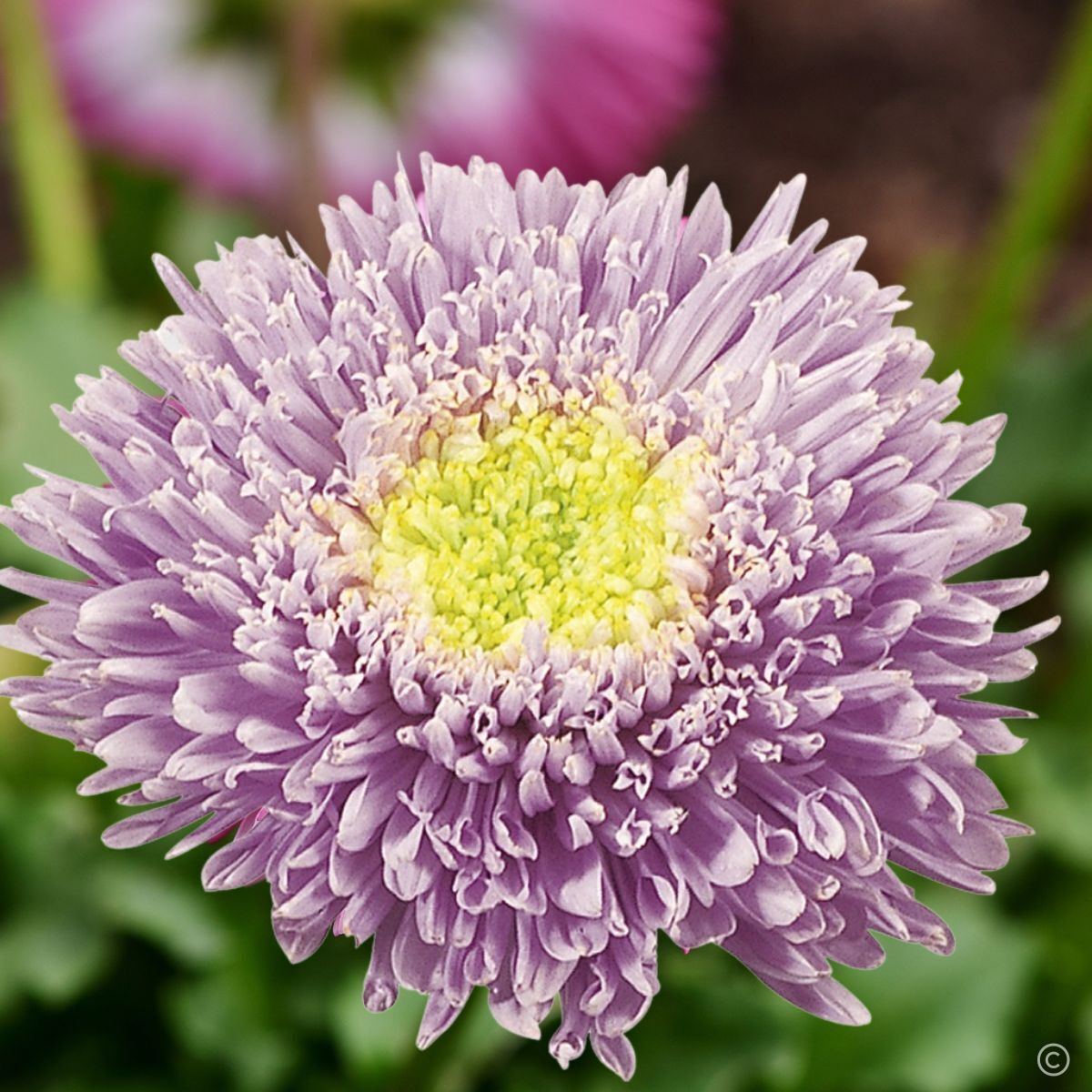 Aster- Benary's Princess Light Blue seeds | The Seed Collection