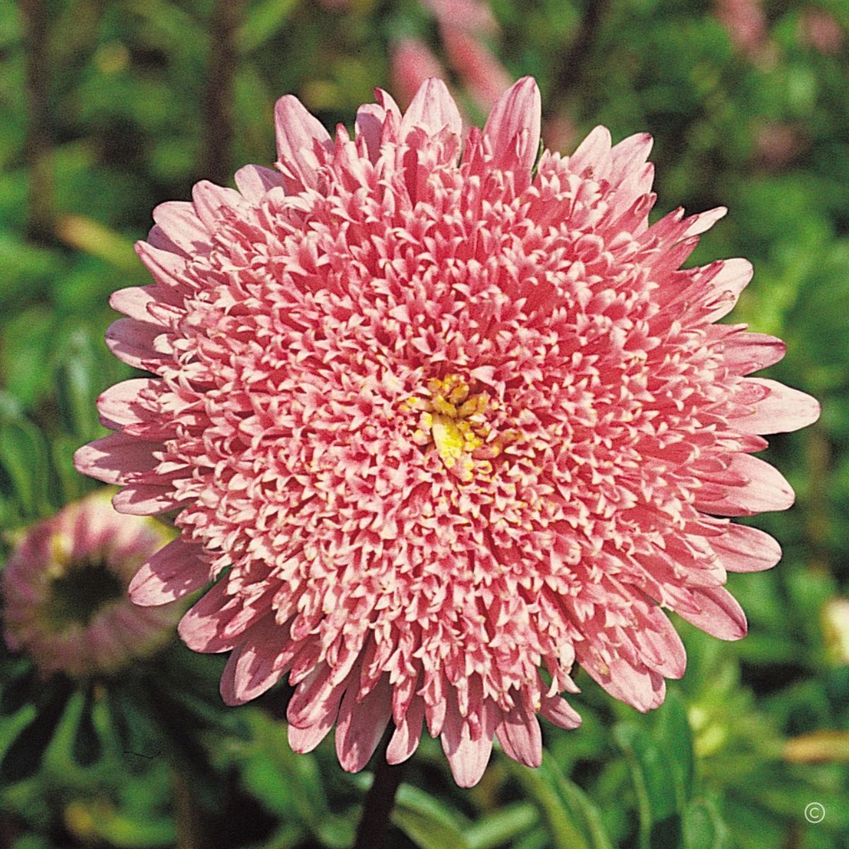 Aster- Benary's Princess Salmon Rose seeds | The Seed Collection