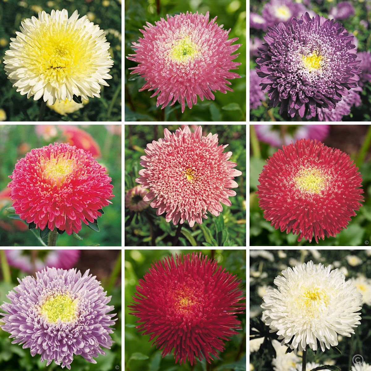 Aster- Benary's Princess Mix seeds | The Seed Collection