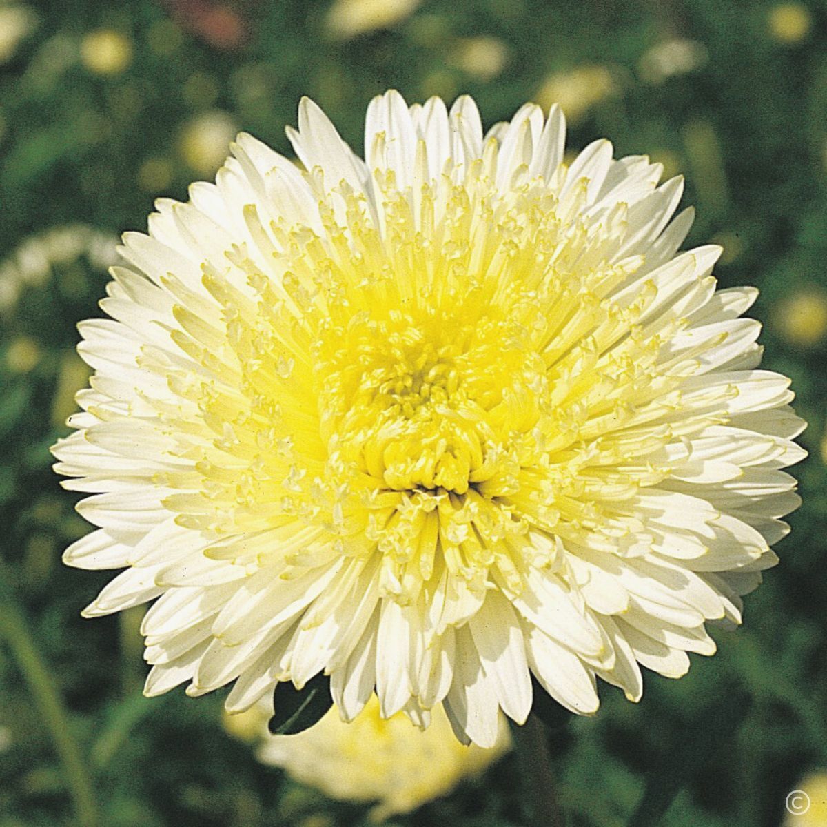 Aster- Benary's Princess Yellow seeds | The Seed Collection