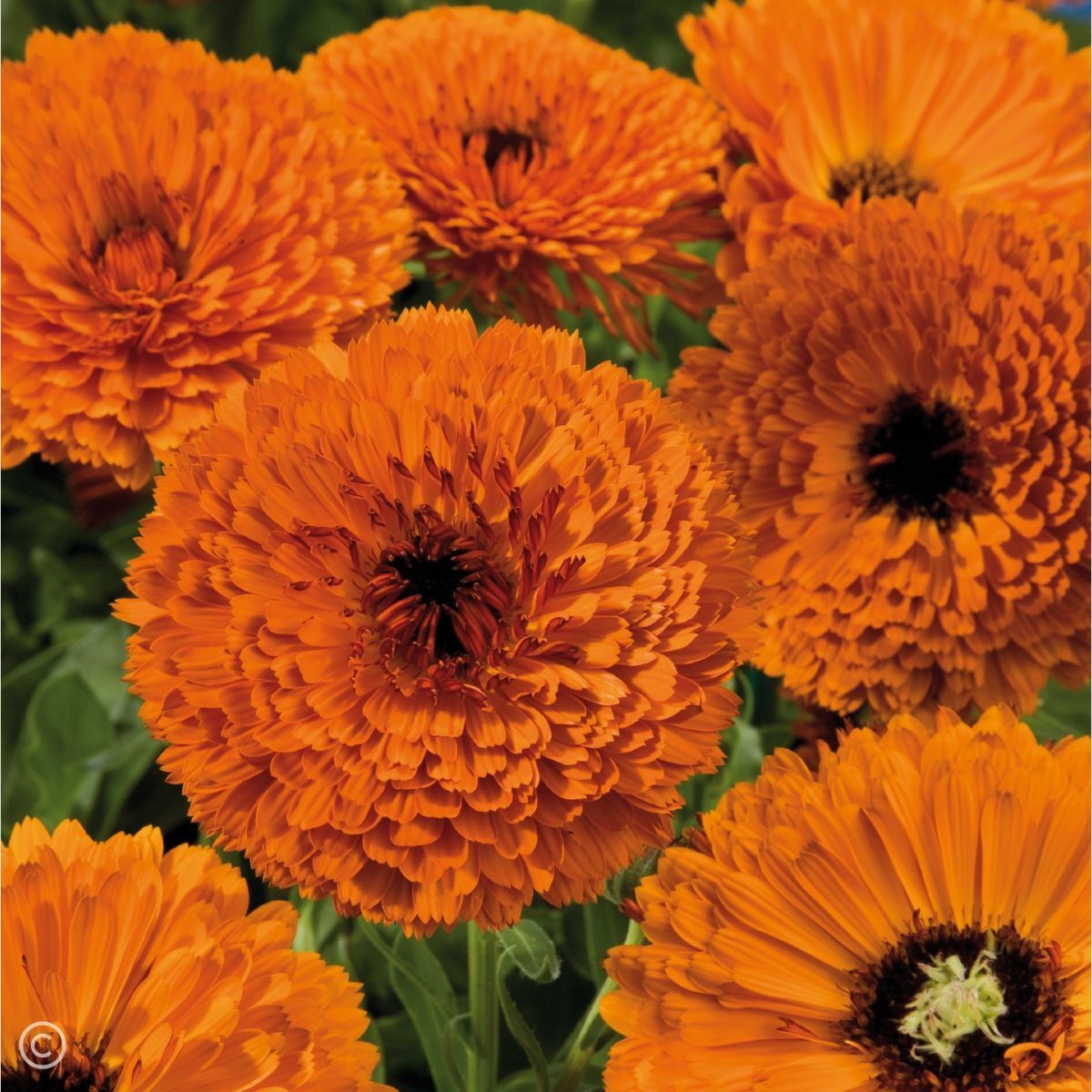Calendula- Touch of Red Orange seeds | The Seed Collection