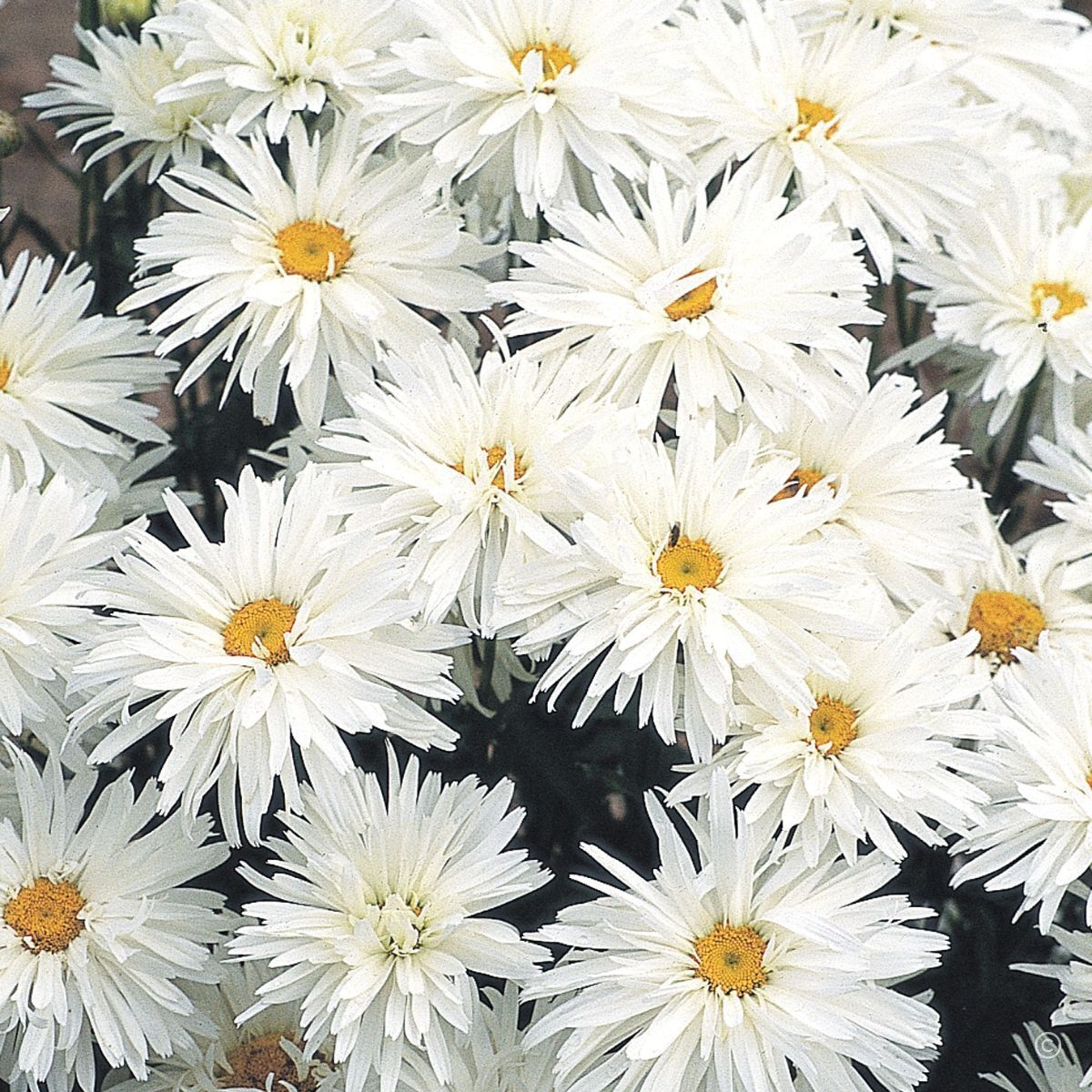 Shasta Daisy- Crazy Daisy seeds | The Seed Collection