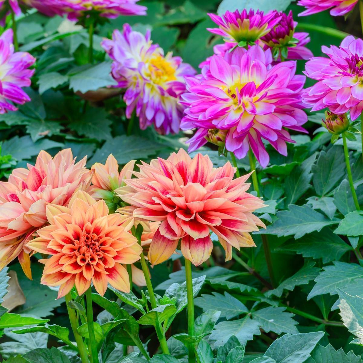 Dahlia- Dwarf Double Opera Mix seeds | The Seed Collection