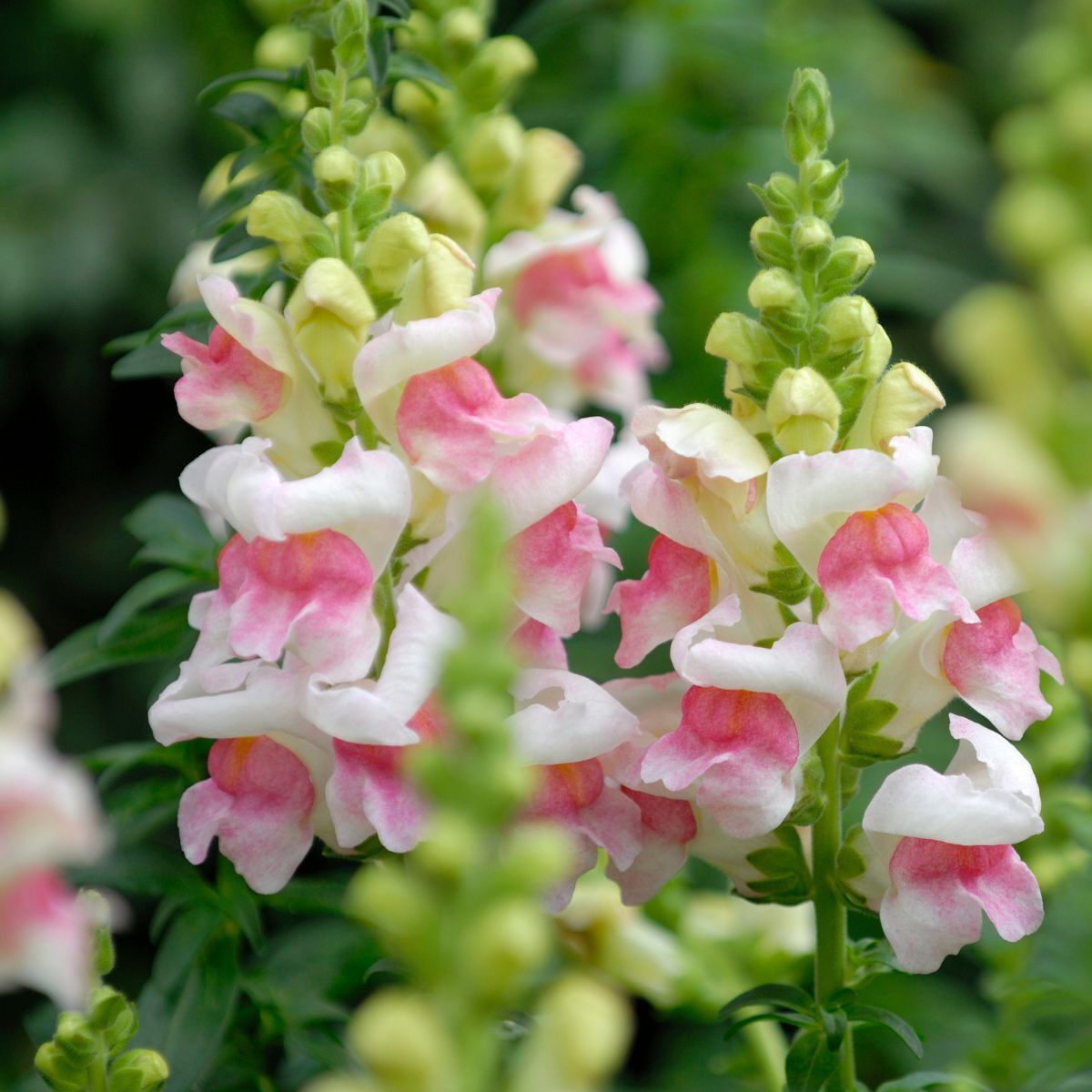 Snapdragon- Appleblossom | The Seed Collection