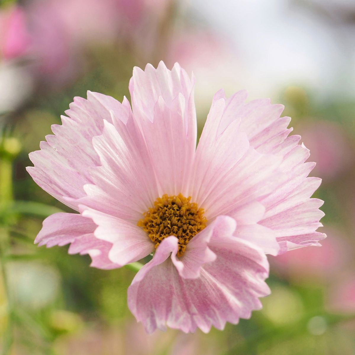 Cosmos- Cupcakes Blush seeds | The Seed Collection