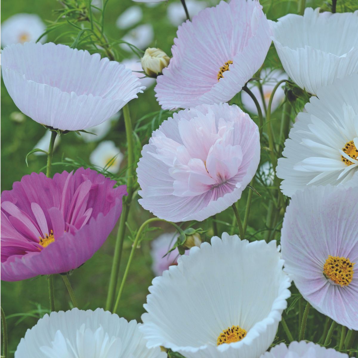 Cosmos- Cupcakes Blush and White Mix seeds | The Seed Collection
