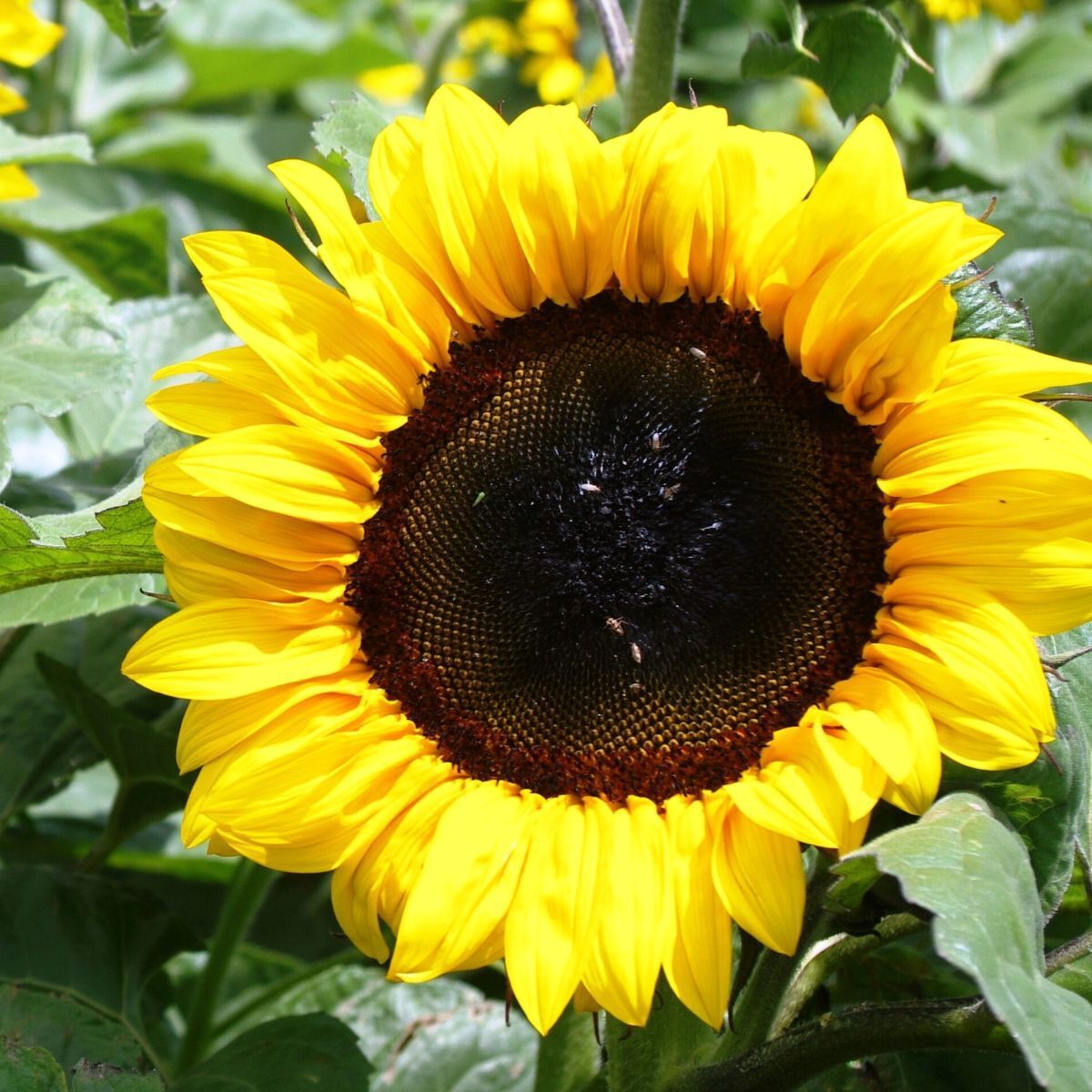 Sunflower- Early Gold F1 | The Seed Collection