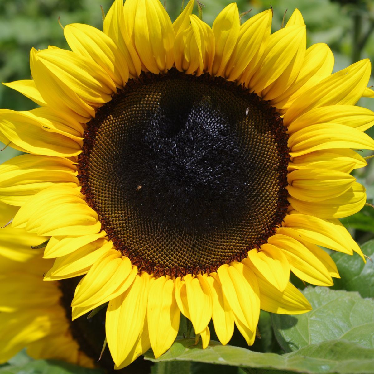 Sunflower- Classic Gold F1 | The Seed Collection