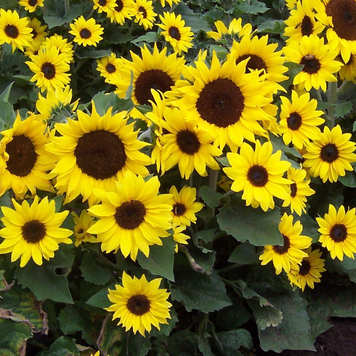 Sunflower- EOS F1 seeds | The Seed Collection