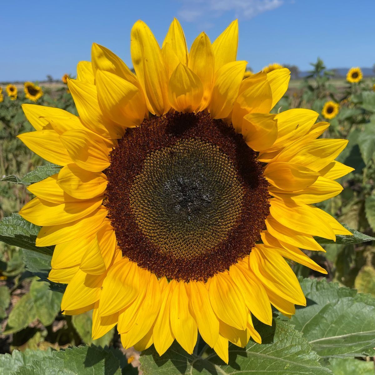 Sunflower- Stellar Sun F1 seeds | The Seed Collection