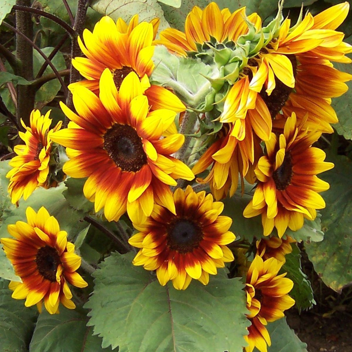 Sunflower- Solar Flash F1 seeds | The Seed Collection