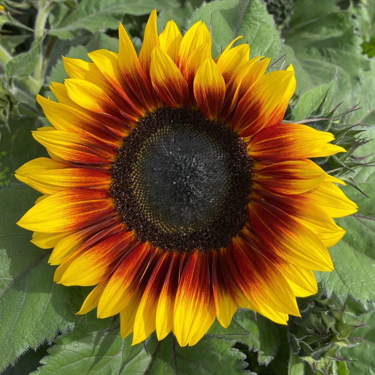 Sunflower- Rio Carnival F1 seeds | The Seed Collection