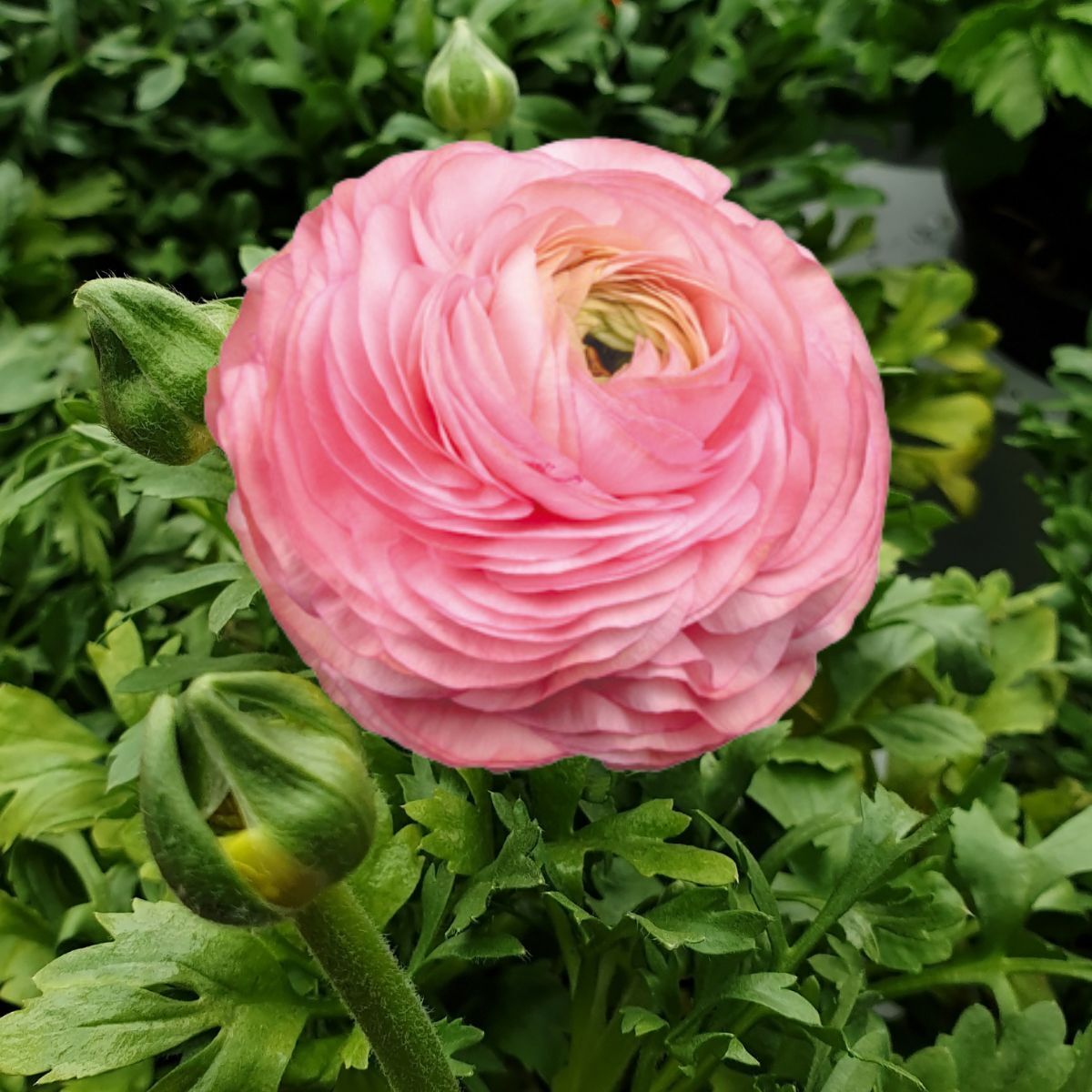 Ranunculus- Elegance Rosa Chiaro 77-15 seeds | The Seed Collection