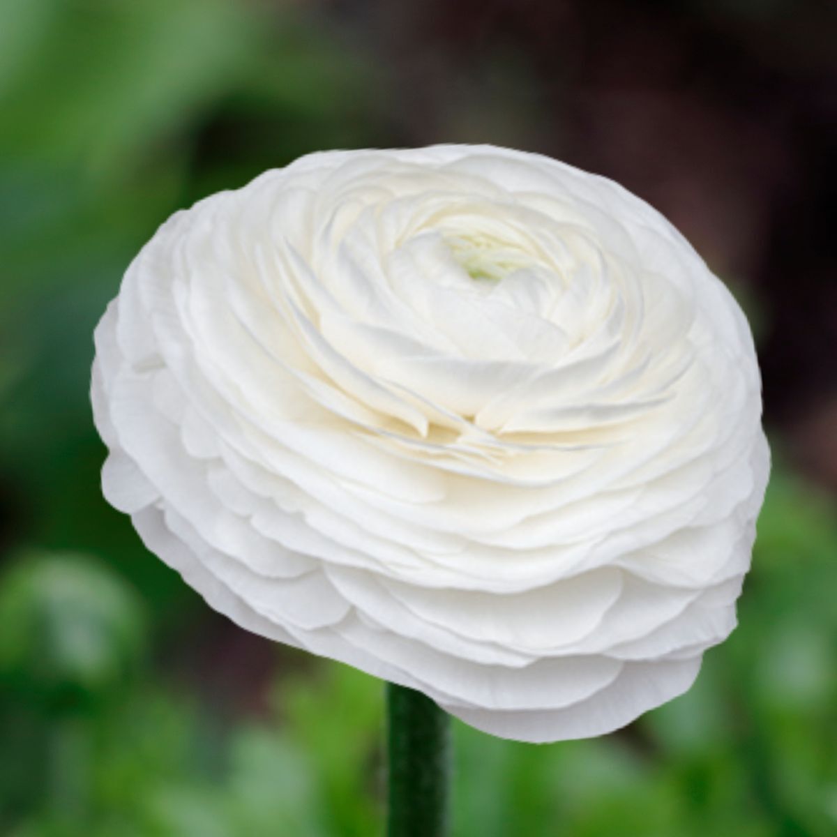Ranunculus- Elegance Bianco 190-14 seeds | The Seed Collection