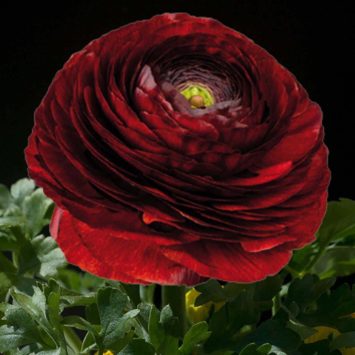Ranunculus- Elegance Cioccolato 158IP B&B seeds | The Seed Collection